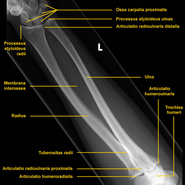 © Institut für Diagnostische, Interventionelle und Pädiatrische ...