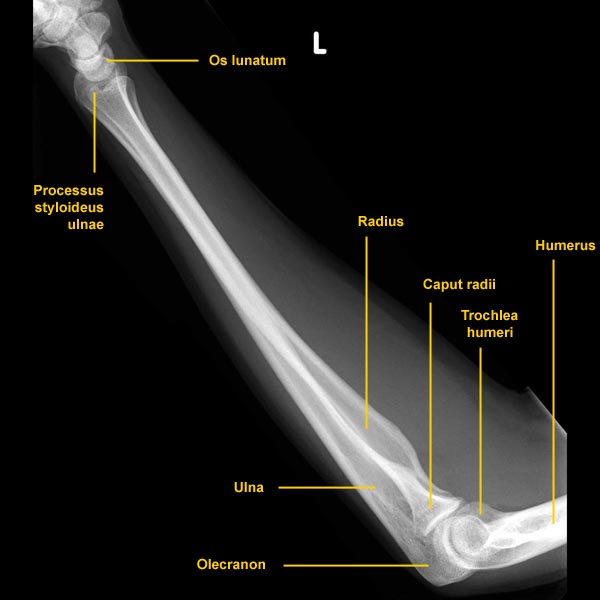 © Institut für Diagnostische, Interventionelle und Pädiatrische ...