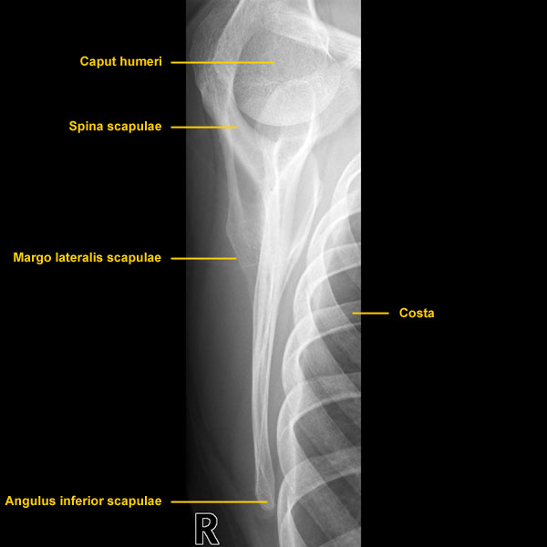 © Institut für Diagnostische, Interventionelle und Pädiatrische ...