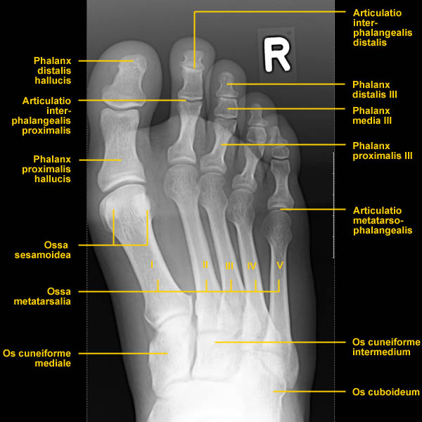© Institut für Diagnostische, Interventionelle und Pädiatrische ...